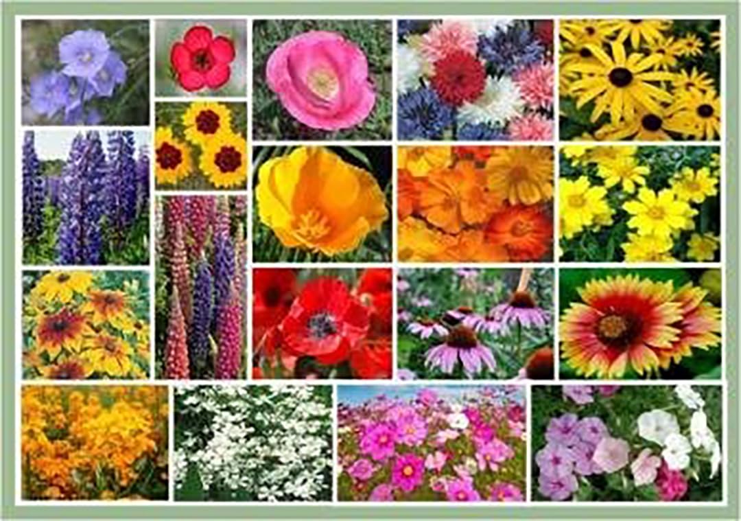 Lista De Plantas Con Flores Anuales Plantas Que Florecen Todo El Año