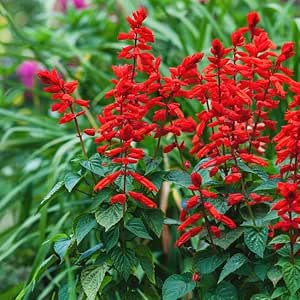 Amazon.com: David's Garden Seeds Flower Native Texas Salvia Sage ...