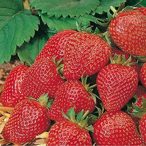 Strawberry 'Elan F1'. Plug Plant x 4. Everbearer with Trailing Fruit ...