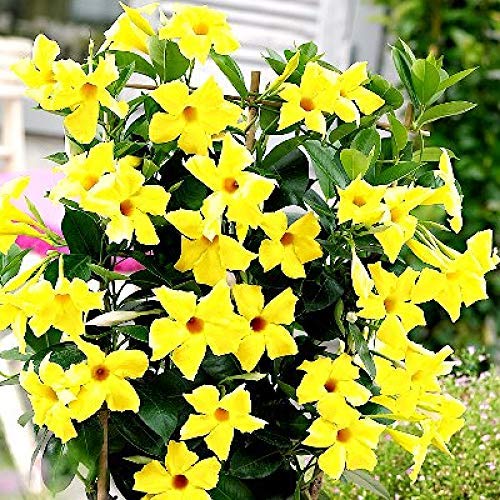 Creative Farmer Climber Live Plant Mandevilla Yellow Plants For Garden ...