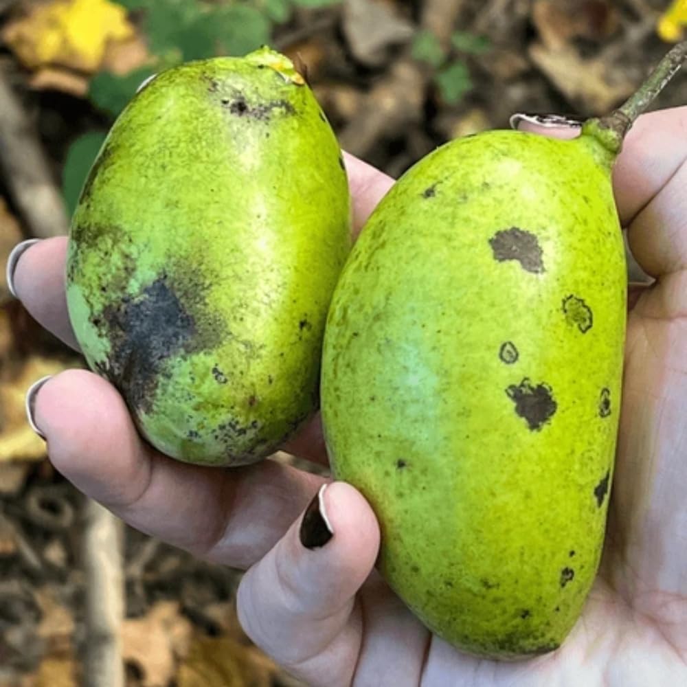 Amazon.com : Pawpaw Tree Live Plant Established Root, 7 to 12" Paw Paw ...