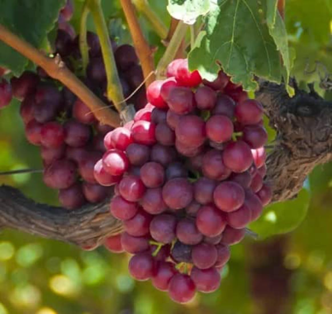 Grapes Images The 12 Lucky Grapes: A New Year's Eve Tradition In Spain