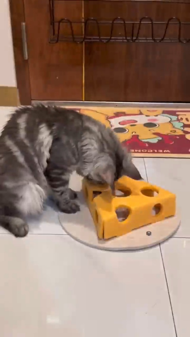 Watch Interactive Cat Toys Puzzle Toy for Indoor Cats on Amazon Live