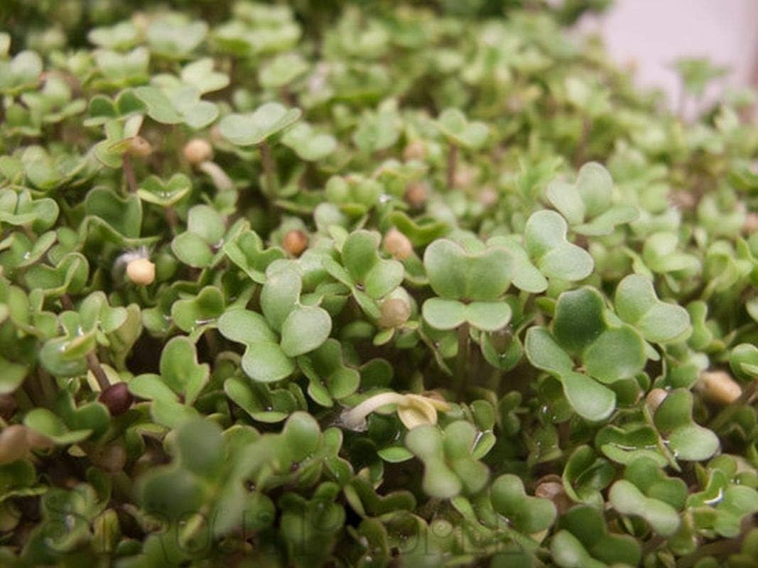 Amazon.com: Yellow Mustard Sprouting Seeds - Grow Your OWN Sprouts Very ...