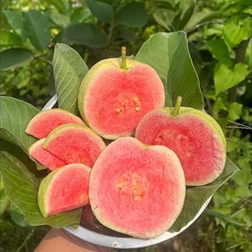 Amazon.com : Pink Guava Tree Grafted Live Plant, 2-3 Feet Tall in 3 ...