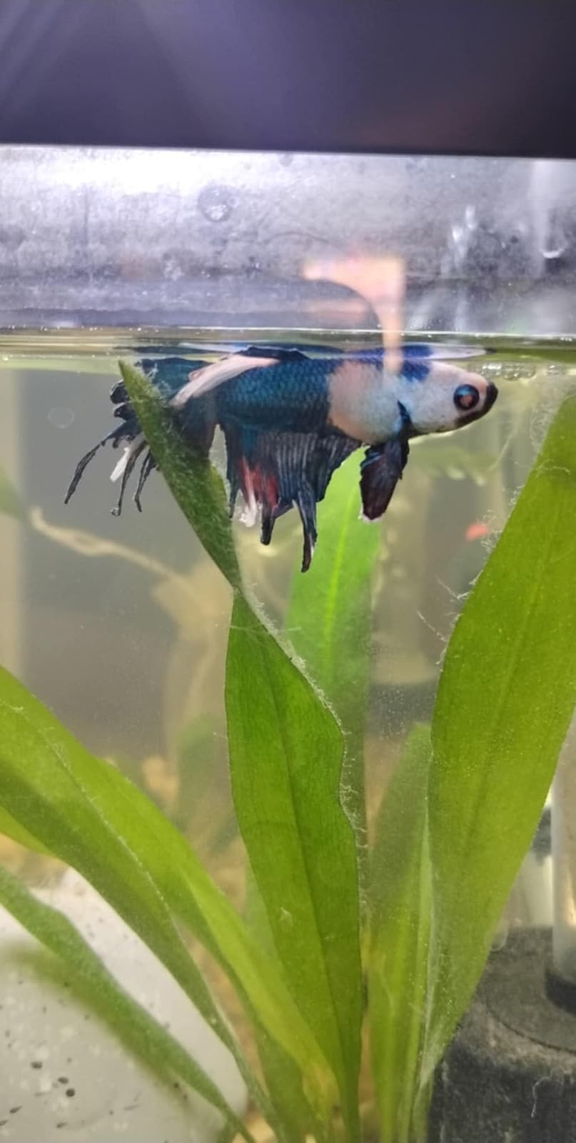 Betta Fish Poop Hanging