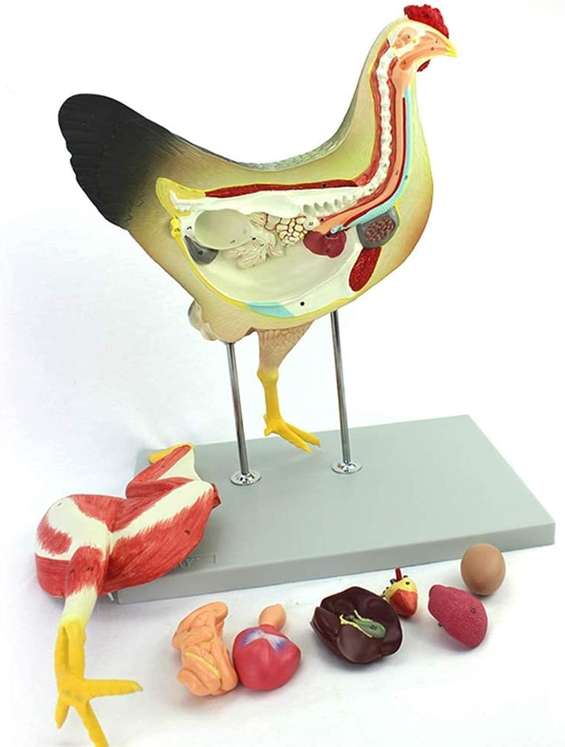 Amazon.com: SGeneE Anatomy Model, Anatomical Chicken Model - Anatomical ...
