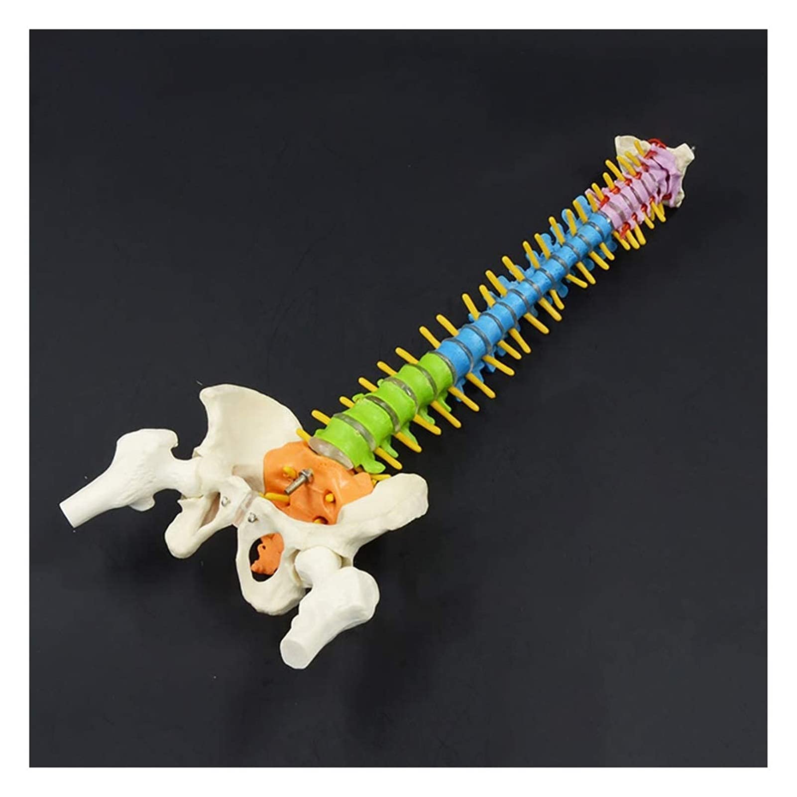Buy FHUILI Human Spine Model Color Human Spine Model Medical Spinal ...