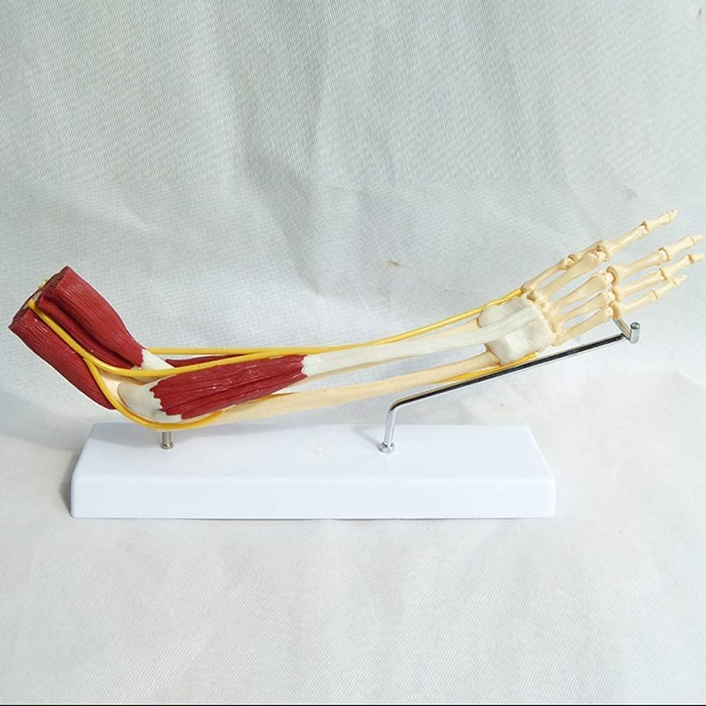 Amazon.com: Anatomy Model,Anatomical Model Anatomical Model, Assembly ...