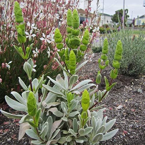 Plant World Seeds - Sideritis Cypria Seeds (Perennial Flower Seeds ...