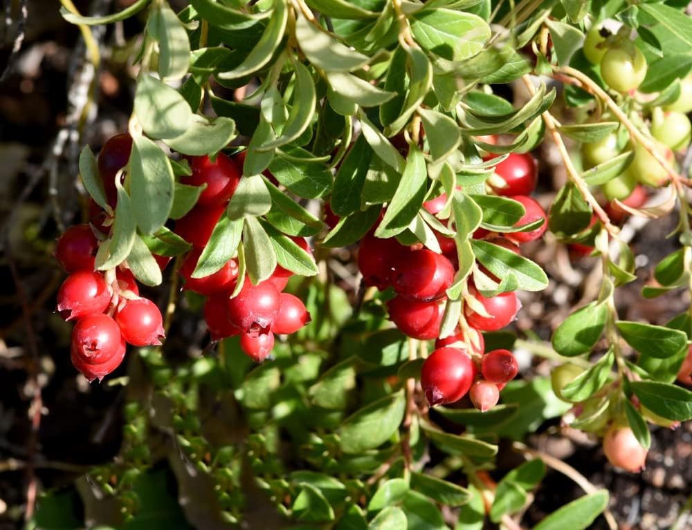 Amazon.com : 100 American Cranberry Bush Seeds for Planting - Vaccinium ...