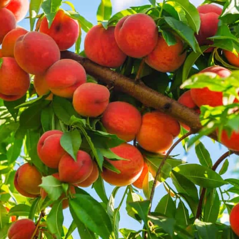 Amazon.com : Elberta Peach Tree Live Plant, 12 to 36 Inches in Tall, No ...