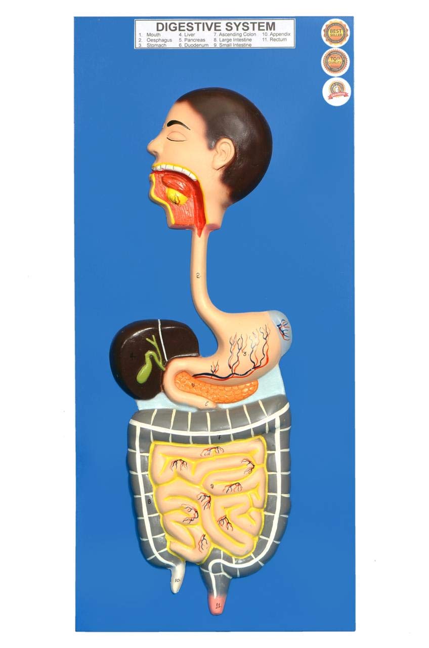 Buy Anatomical models Factory Human Digestive System Fibre Glass Model ...