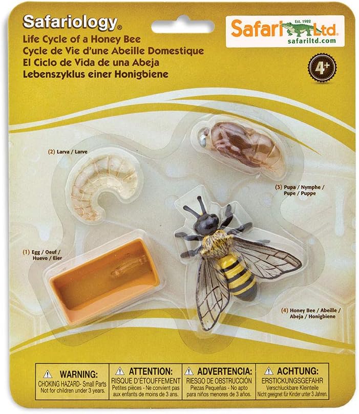 Amazon.com: Safari Ltd. Life Cycle of a Honey Bee - Educational Toy ...