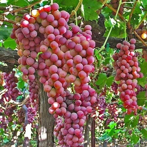 SA Nursery Buy Online Red Black Grapes or Angoor (Seedless) Fruit Tree ...