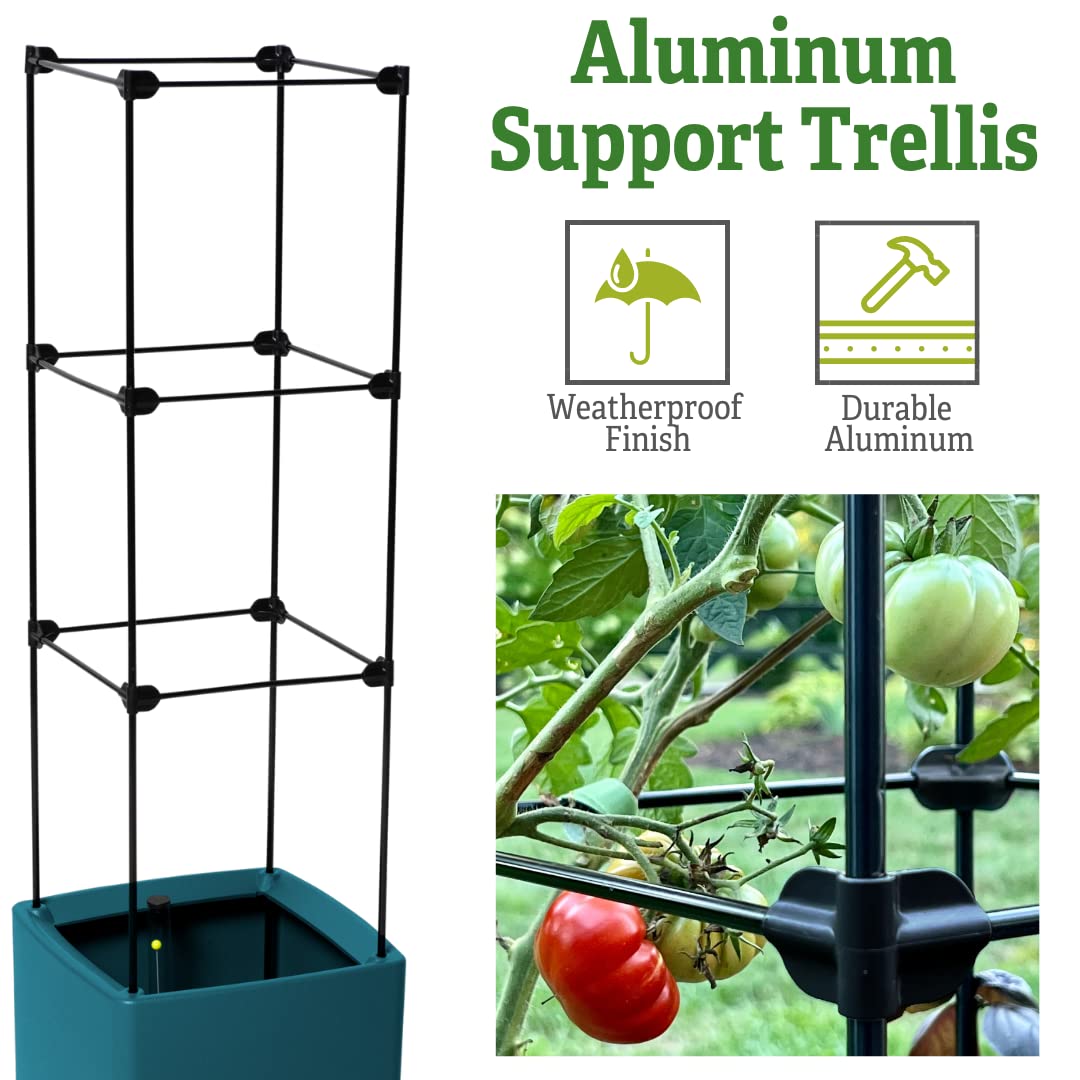 Regar Plantas De Tomate En Contenedores Cómo Plantar Tomates En