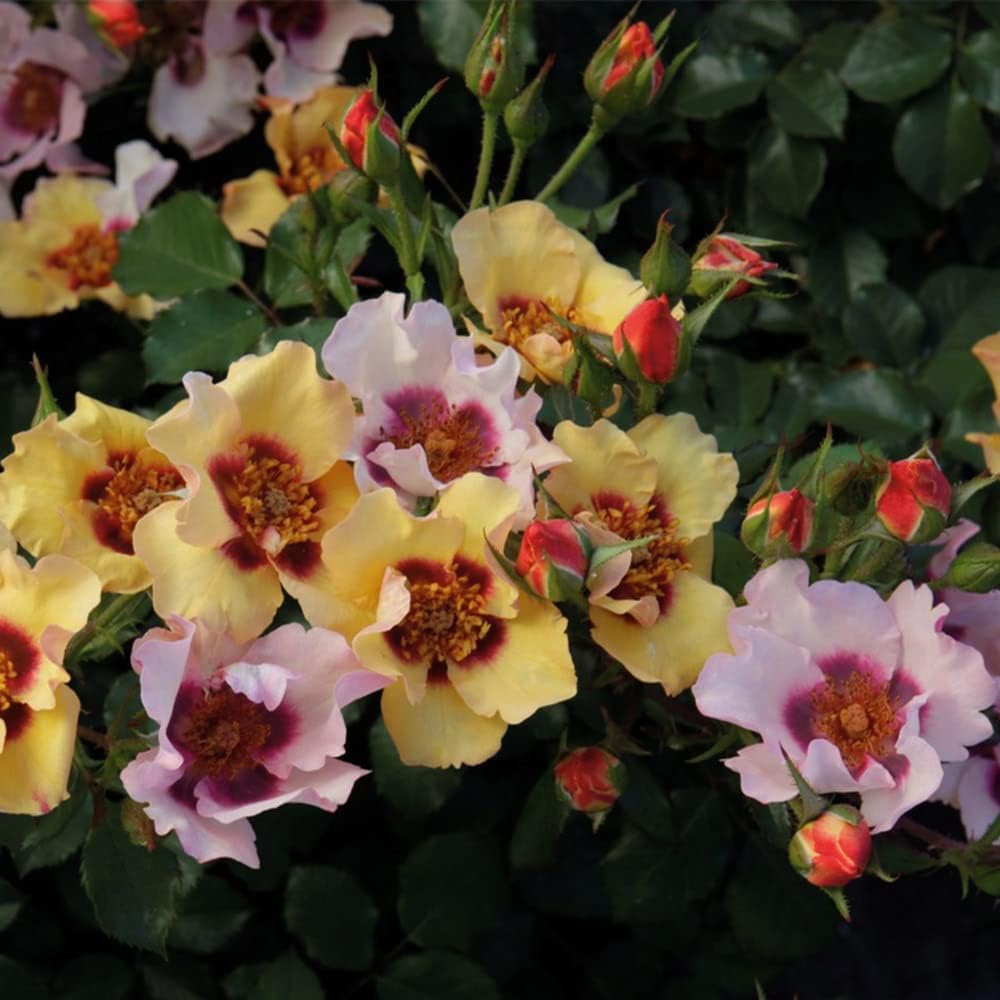 Amazon.com : Heirloom Roses Rose Plant - Joseph's Coat Multi Rose Bush ...