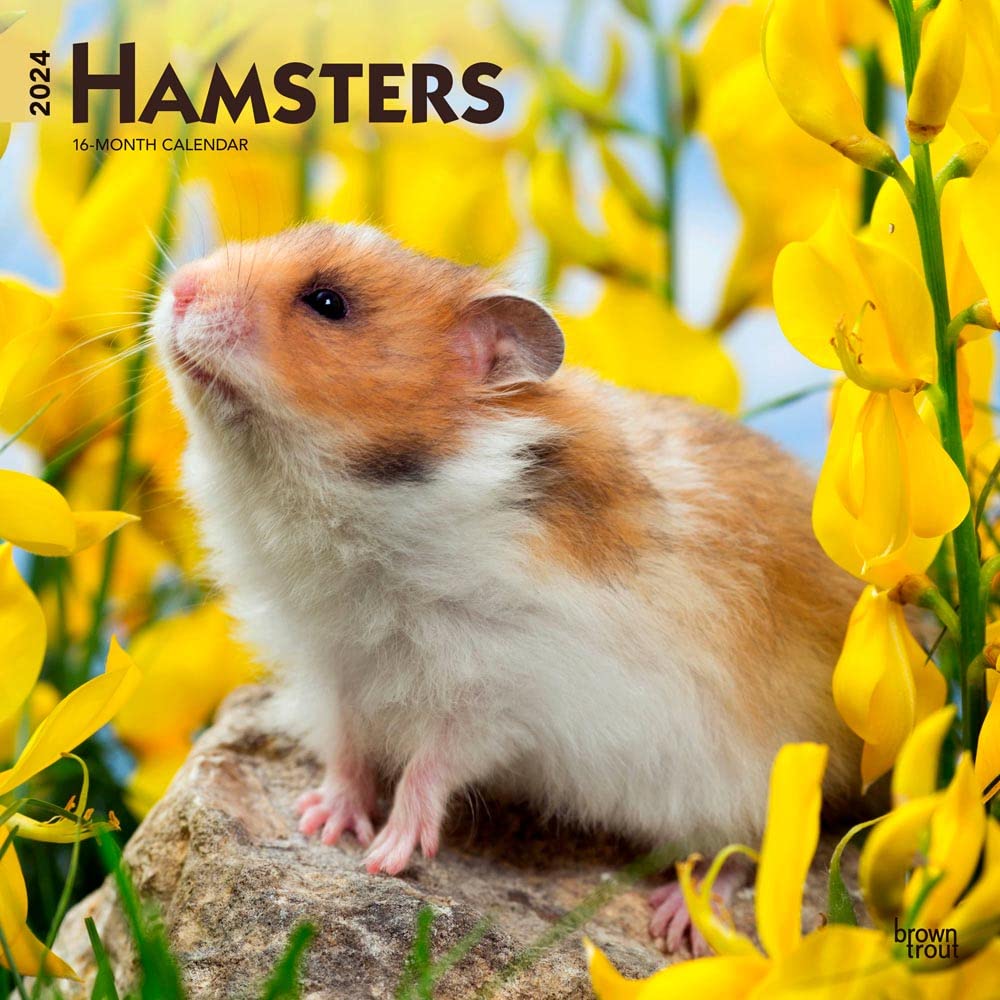 Hamsters | 2024 12 x 24 Inch Monthly Square Wall Calendar | BrownTrout ...
