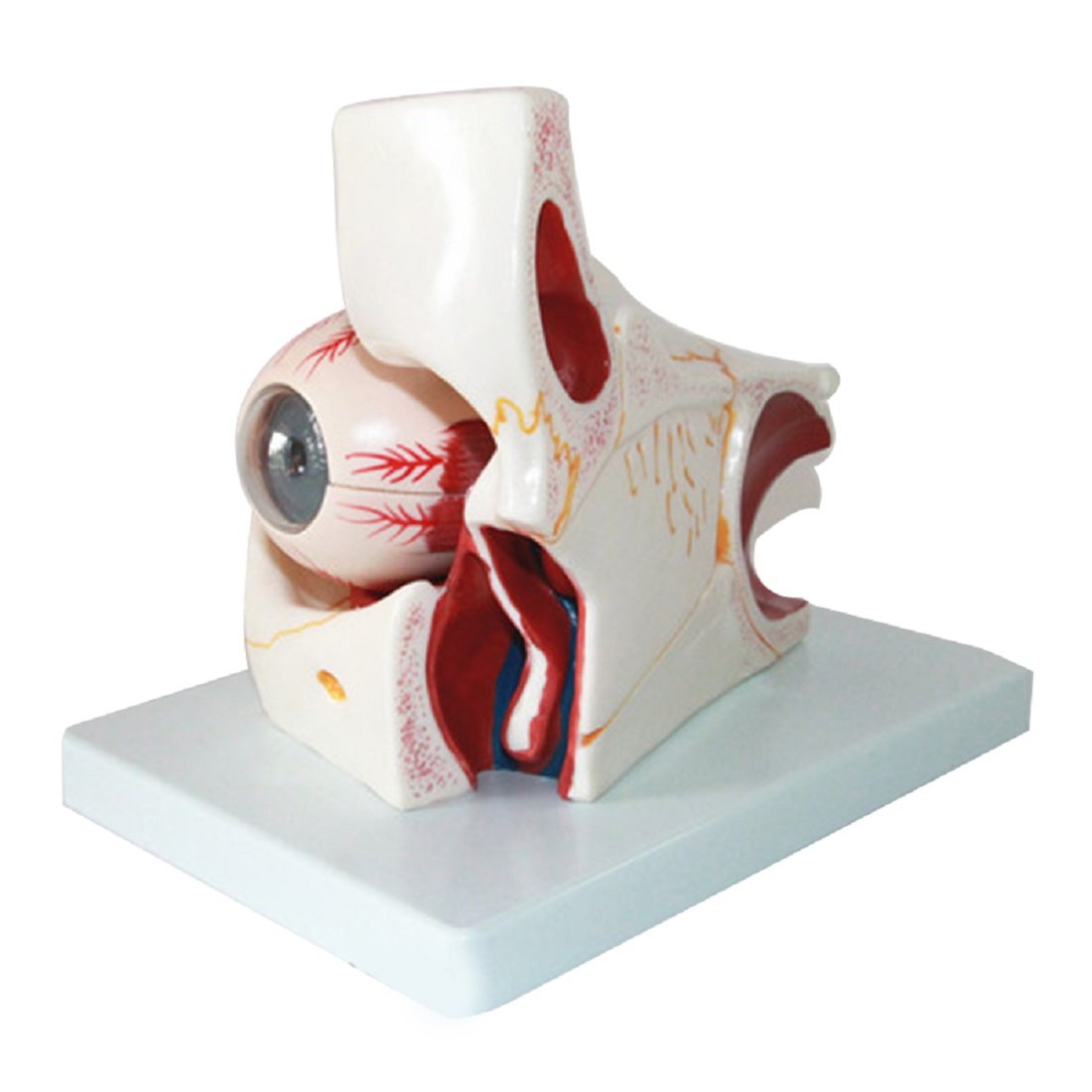 Tinsay Human Eye Orbital Model Eyelid Medical Anatomy Eye Model ...