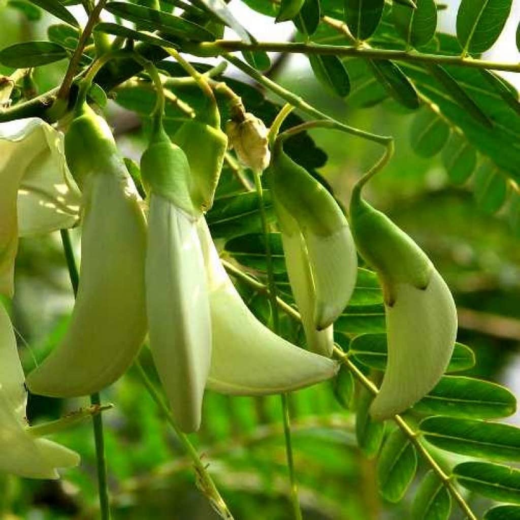 Buy OhhSome Agathi Cheera (Sesbania Grandiflora) 100 Seeds Agati ...