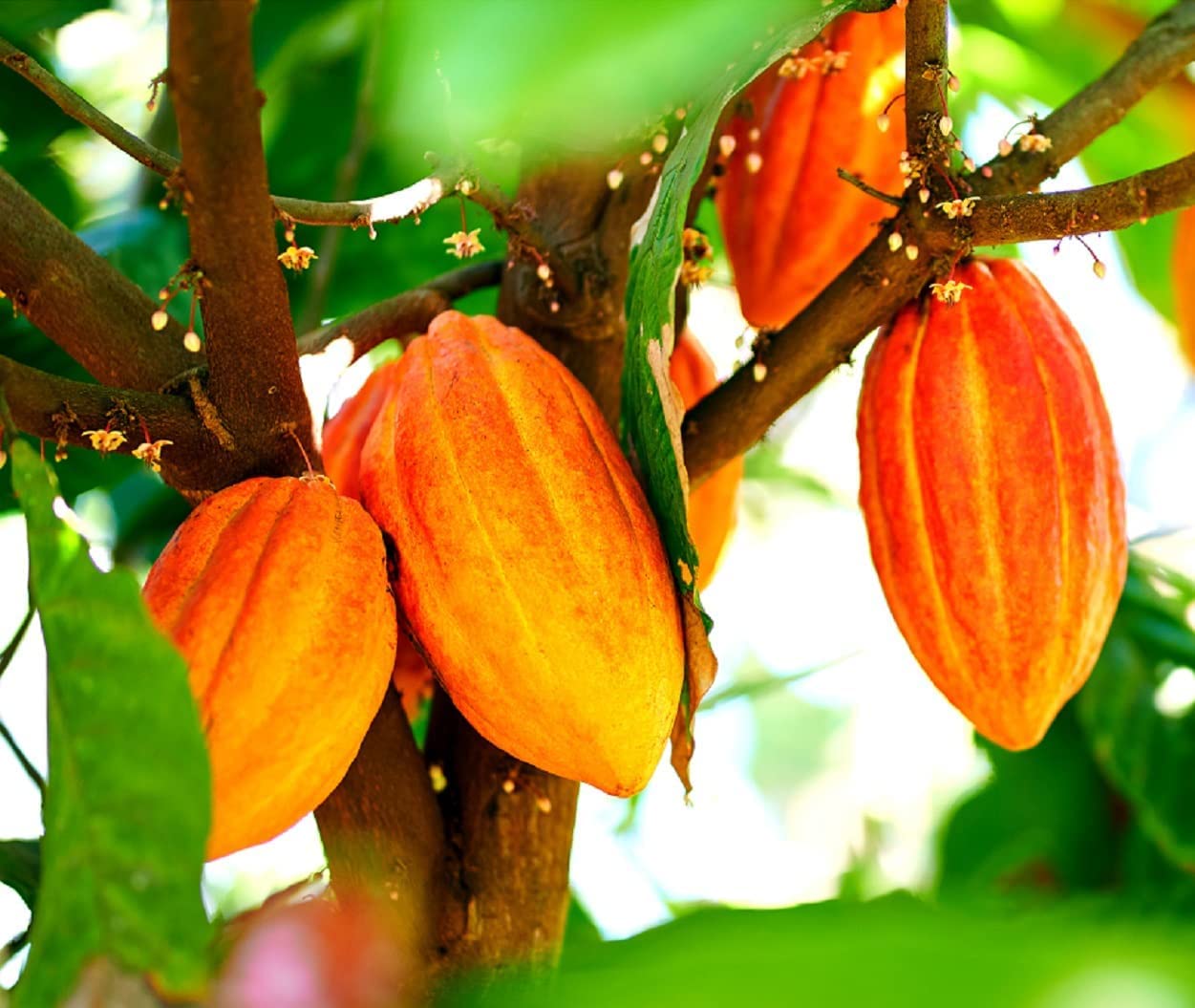 Amazon.com : Fruit Seeds for Planting - Garden Fruit Seeds (Cacao - 3 ...
