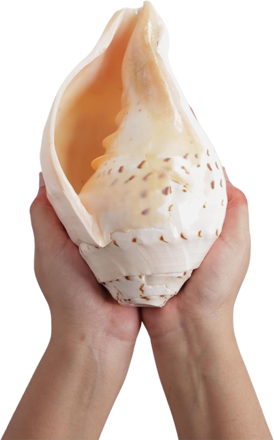 Natural Conch Sea Shell Shankh|Vamavarti Blowing Australia | Ubuy