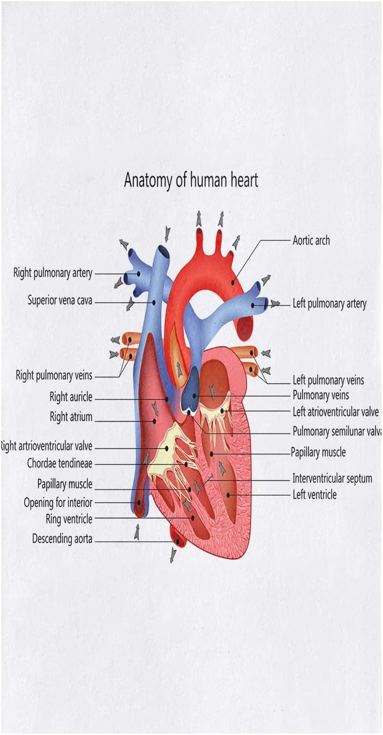 Amazon.com: Super Soft and Absorbent Dish Towels 28”x18”,Medical ...