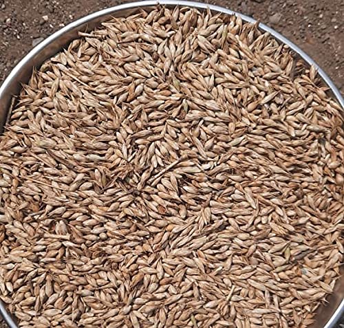 bamboo manvel variety seed bamboosa baboo 1kg official /original seeds ...