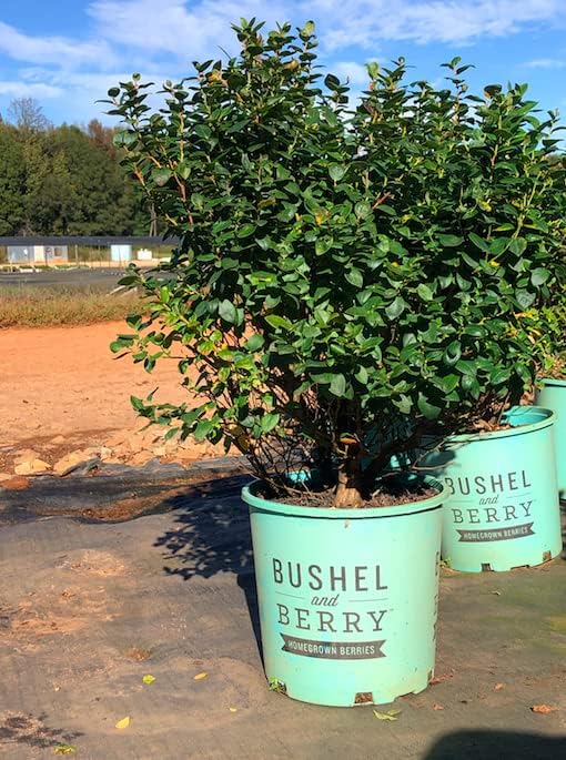 Amazon.com : Bushel and Berry® Southern Bluebelle™ Blueberry Vaccinium ...