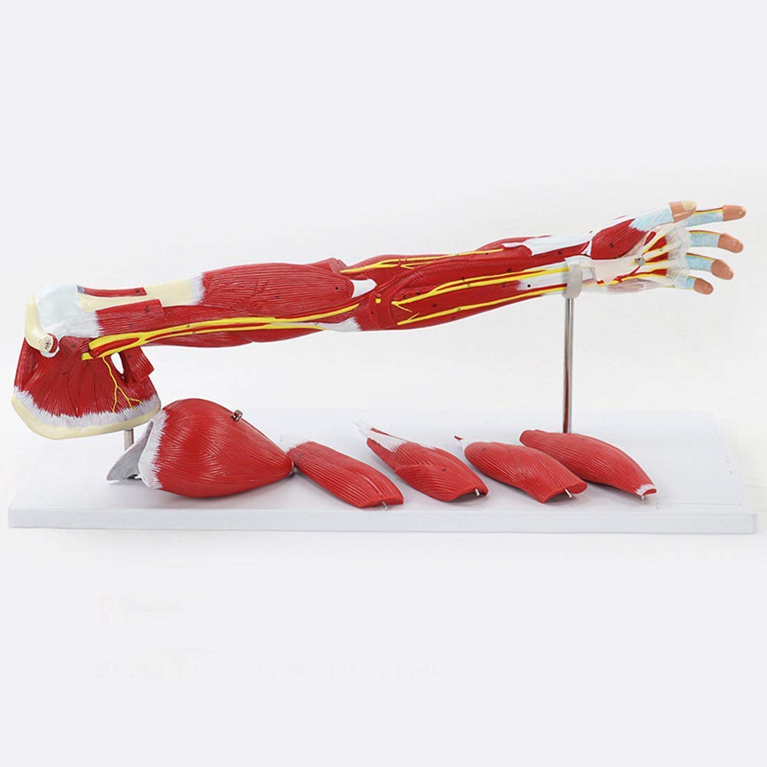 Educational Model 3d Science Human Anatomy Upper Limb Muscle Vascular ...