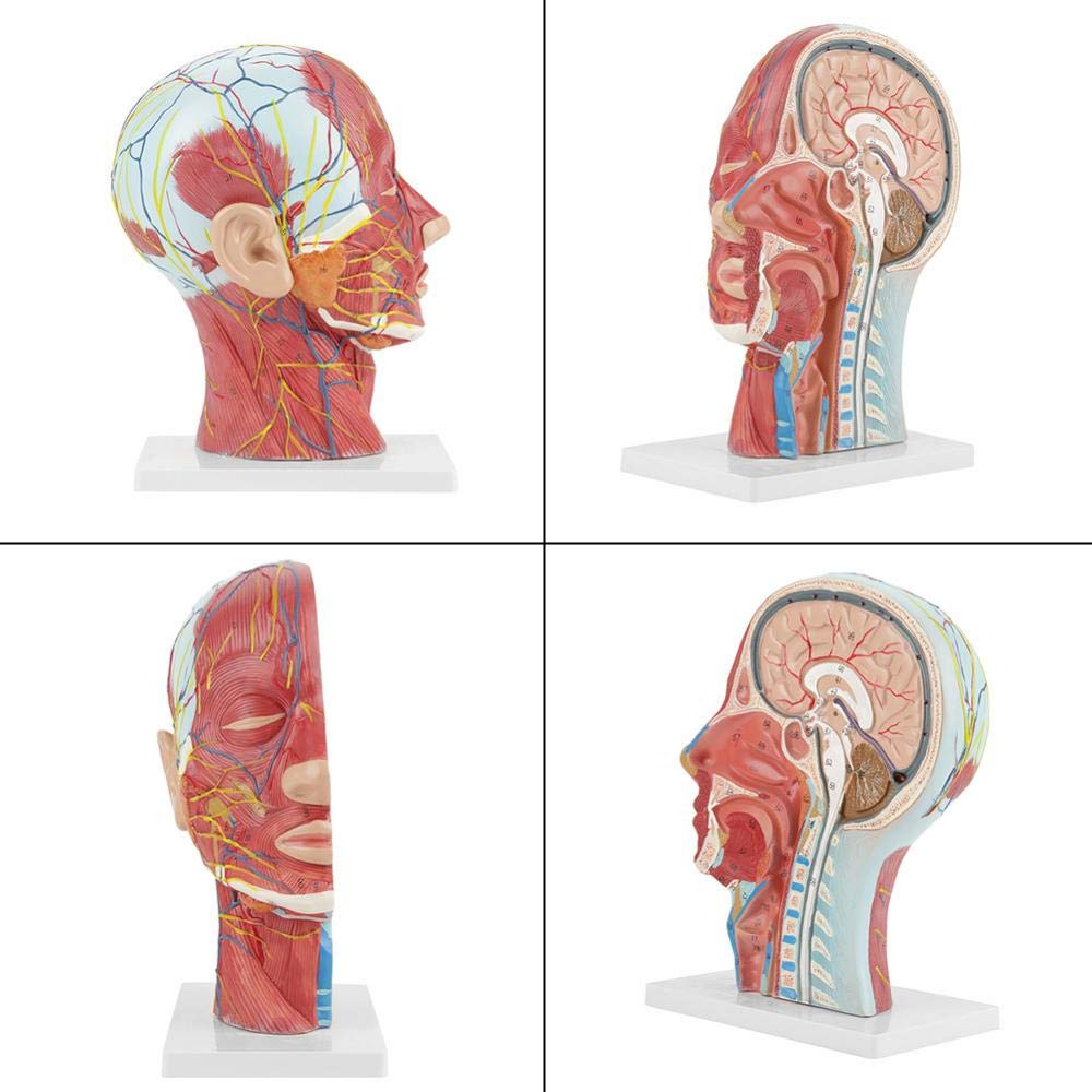 FHUILI Human Anatomical Half Head Face Model Medical Brain Neck Median ...