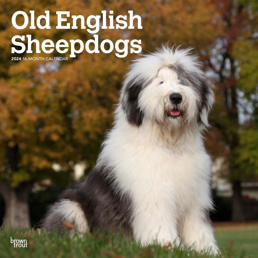Old English Sheepdogs | 2024 12 x 24 Inch Monthly Square Wall Calendar ...