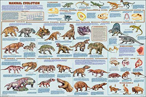 Amazon.com: (24 x 36) Mammal Evolution Educational Chart Poster ...