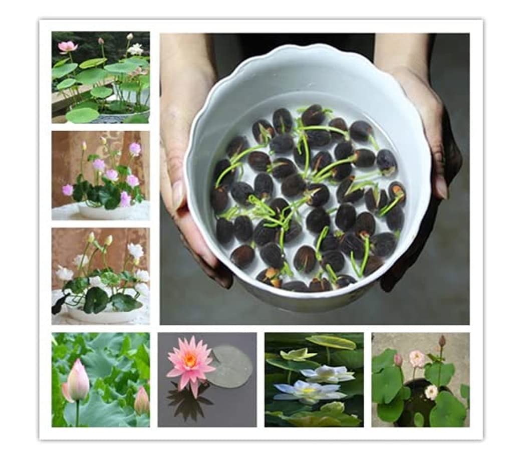 Hudgle Lotus Mix Flower Seeds (Pack Of 20 Seeds) - All Mix Colors ...