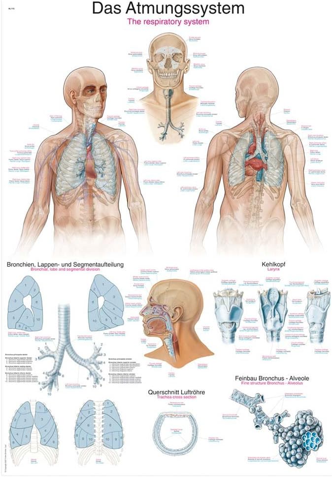 anatomische Lehrtafel „Das Atmungssystem“, 70x100 cm Anatomie Poster ...