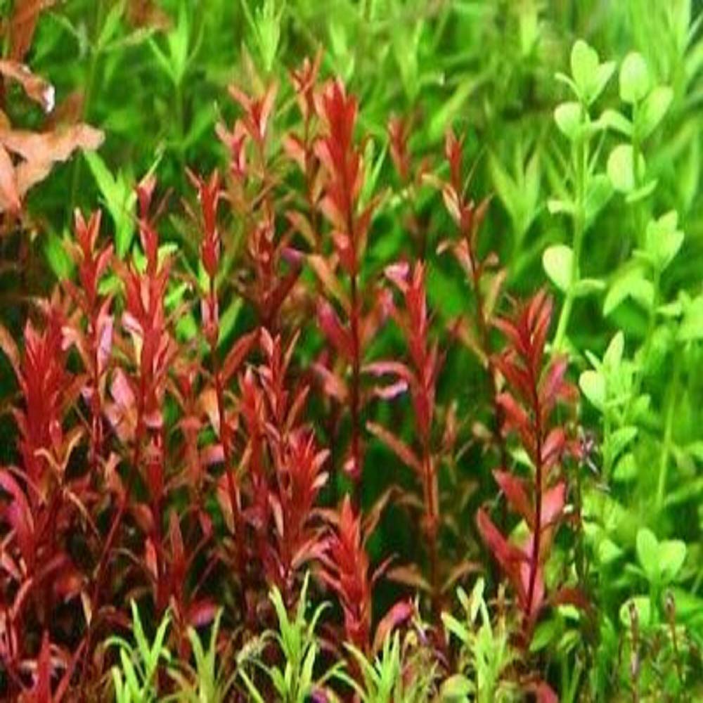 Buy Rotala Rotundifolia RED Live Aquarium Aquatic #RAB Online at ...