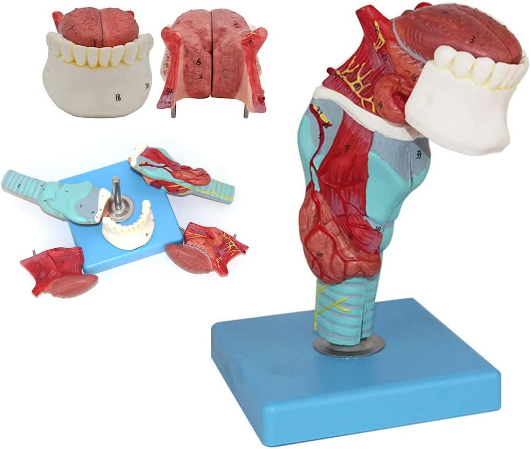 Modello educativo laringe Umana con Modello anatomico Lingua ...