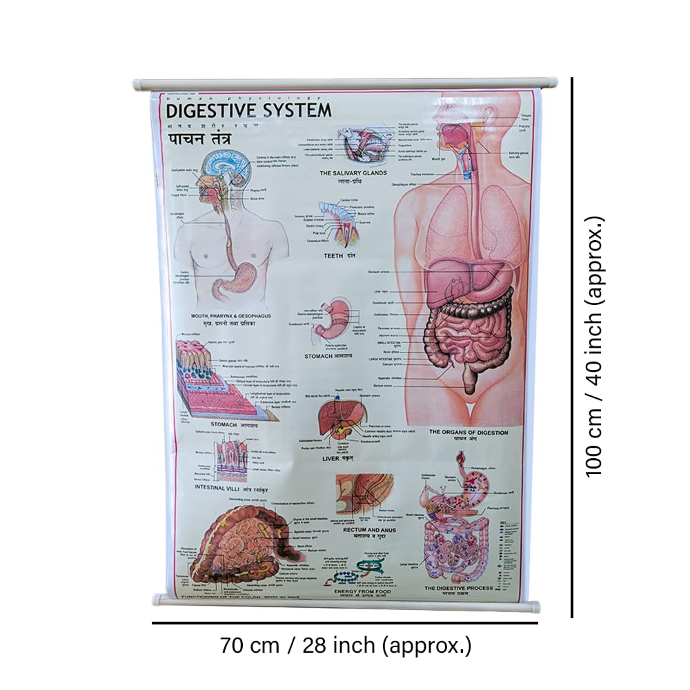 Understanding The Human Stomach Anatomy With Labeled Diagrams