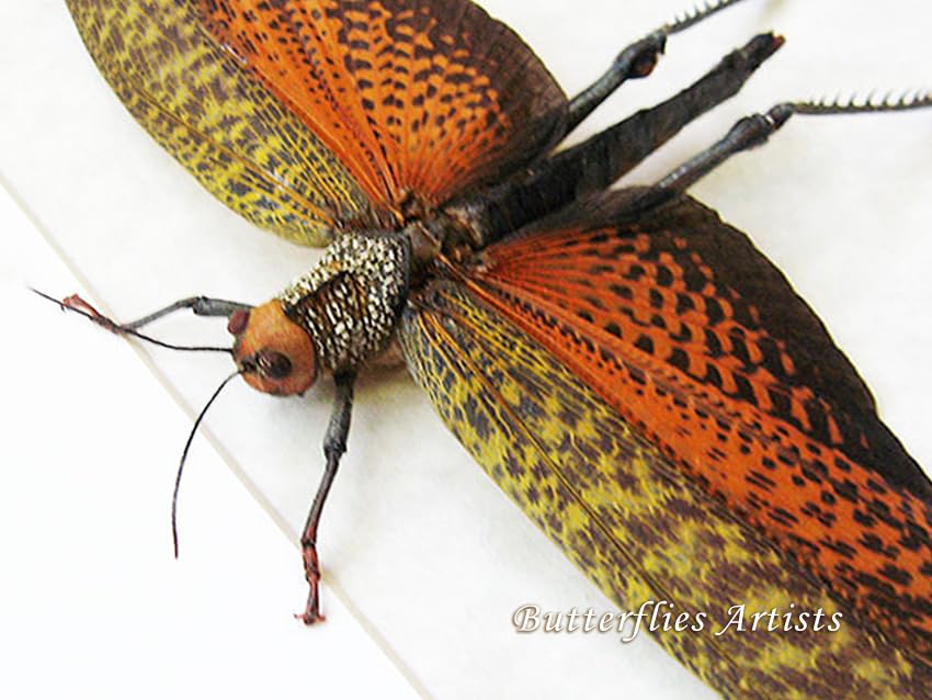 Amazon.com: Giant Grasshopper Tropidacris Dux Real Locust XL ...