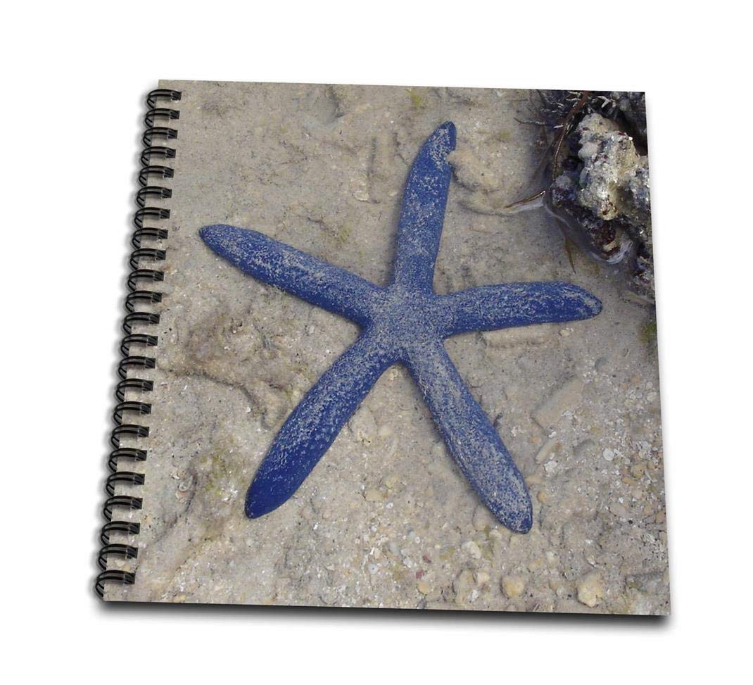 Sea Star Drawing