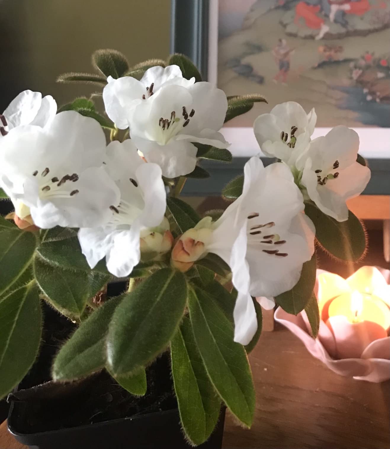 GrowOn Shrubs Dwarf Rhododendron Japonica 'Snow Lady' | Evergreen Shrub ...