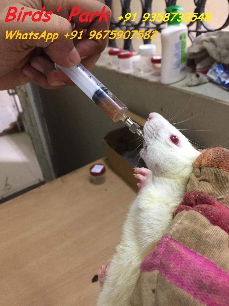 Buy Cannuala Needle 18g - Oral gavage Feeding Reusable Steel Tube ...