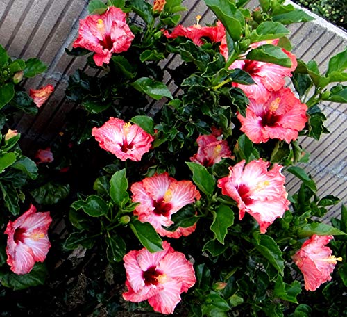 EaglesFord Live Green Gudhal/Hibiscus Flower Plant (Dwarf Variety ...