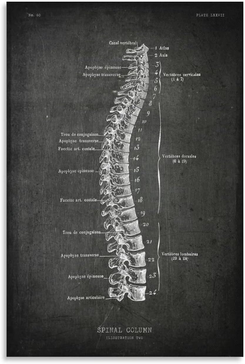 Amazon.com: KIKIKI Chalkboard Anatomy Spine Posters Art Posters Human ...
