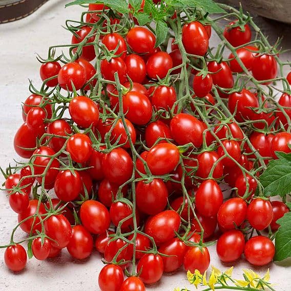 Bloom Network's Live Cherry Tomato Sapling/Plant - 1 No. : Amazon.in ...