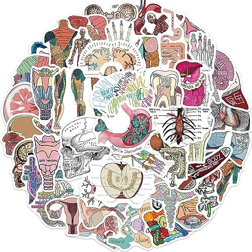 Amazon.com: 50pcs Anatomy Stickers for Water Bottles, Human Body Organ ...