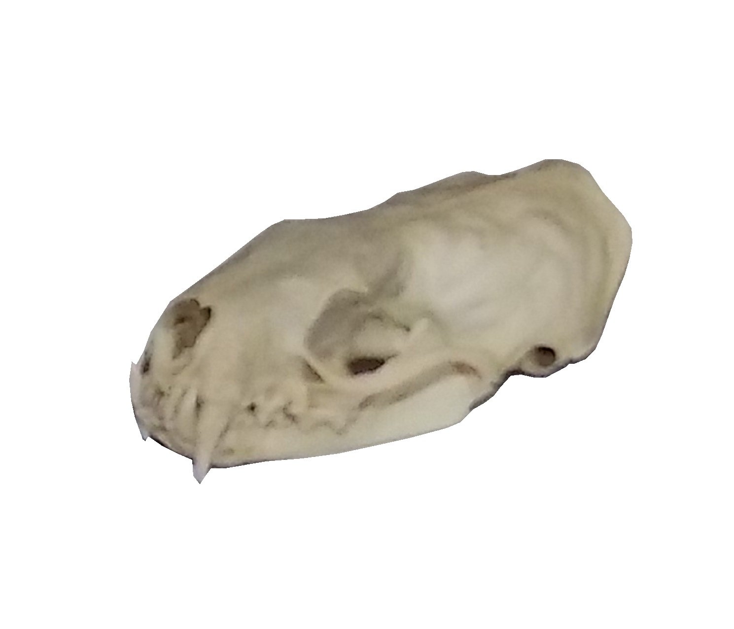 Amazon.com: Real Mink Skull (Cleaned and Assembled Adult American Mink ...