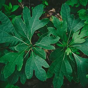 Amazon.com : Sassafras Tree Live Plant 2-3 Feet Tall, Rare Sassafras ...