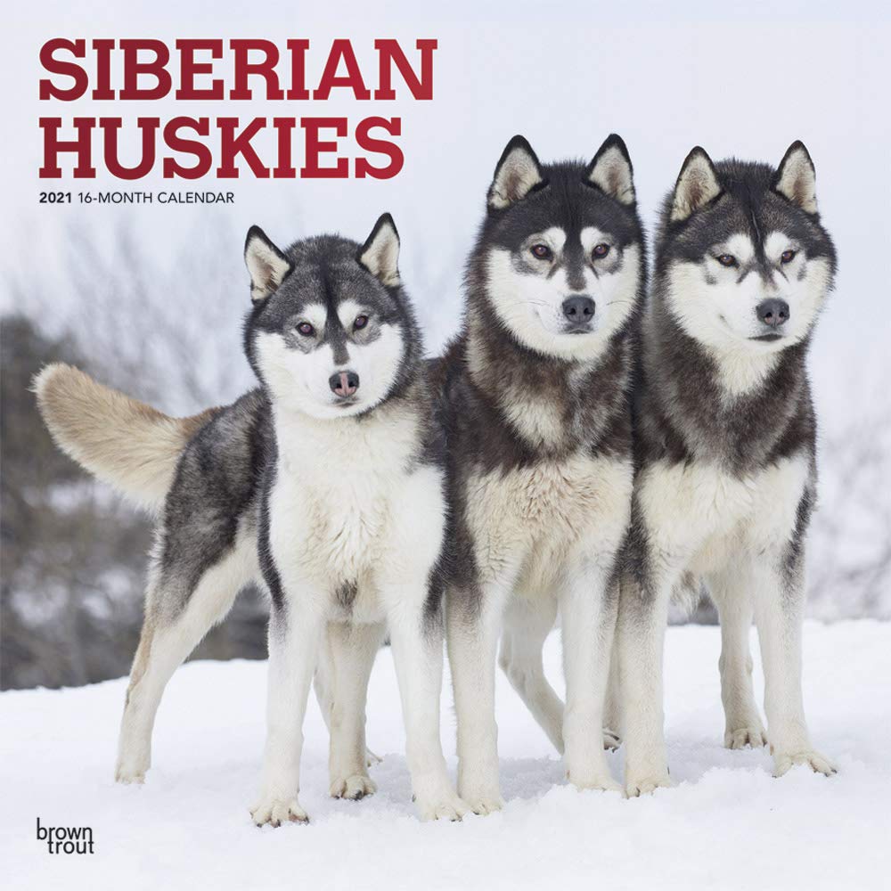 Siberian Huskies 2021 Calendar: Foil Stamped Cover : Browntrout ...