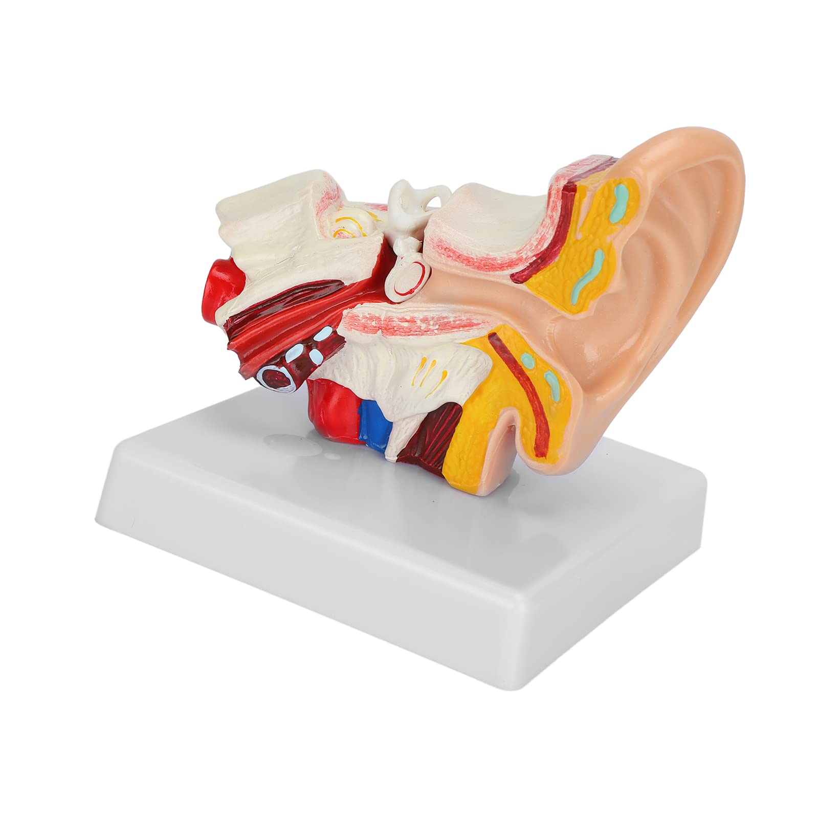 Buy Ear Model Anatomy, Professional Multi Structure Anatomy Model ...